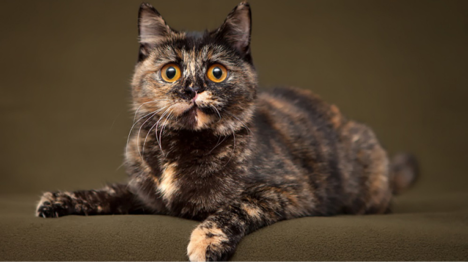 Rasy kotów – która z nich jest najciekawsza? - Ostrów Mazowiecka